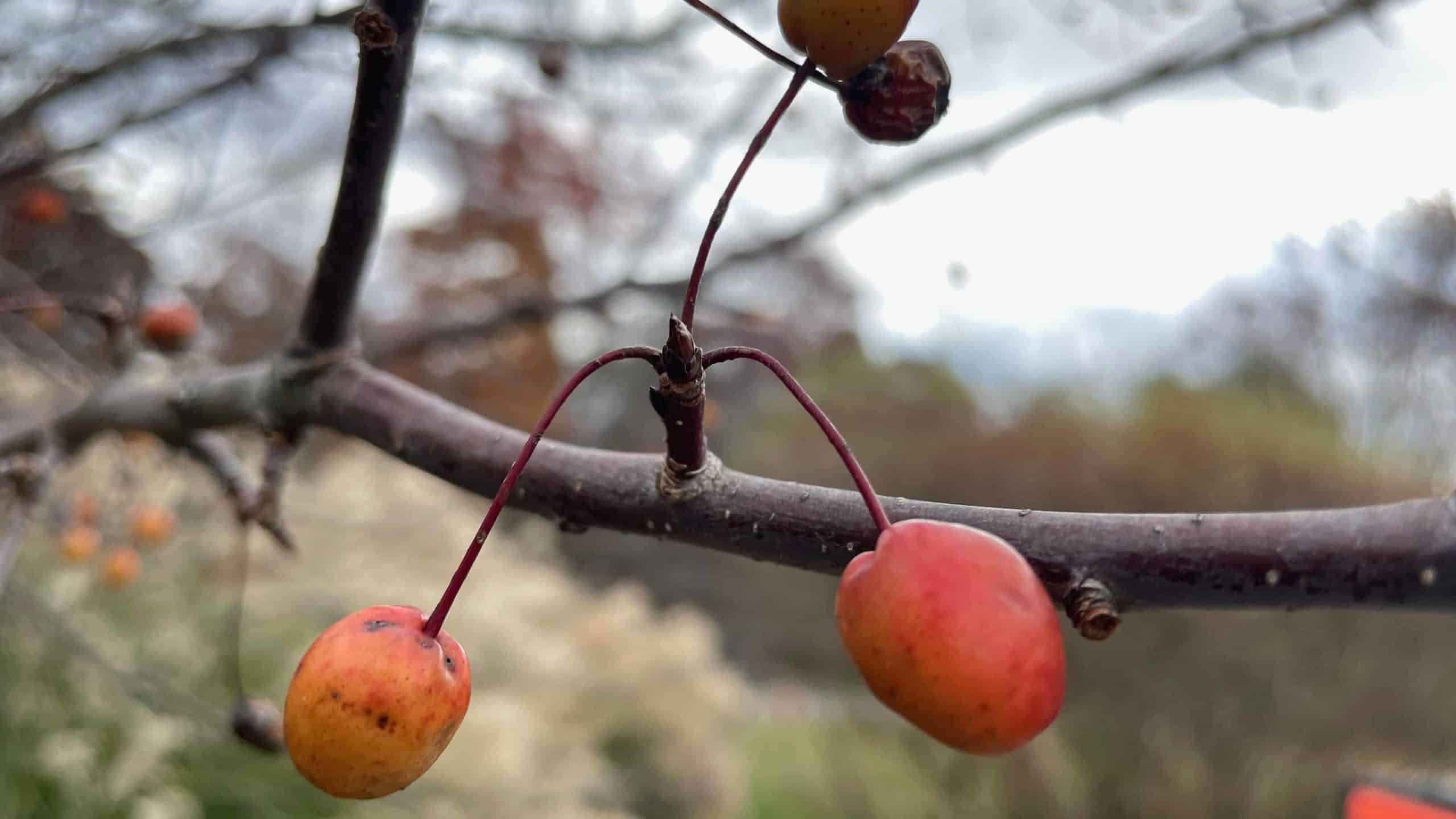 Forge Project - BTW Berkshires